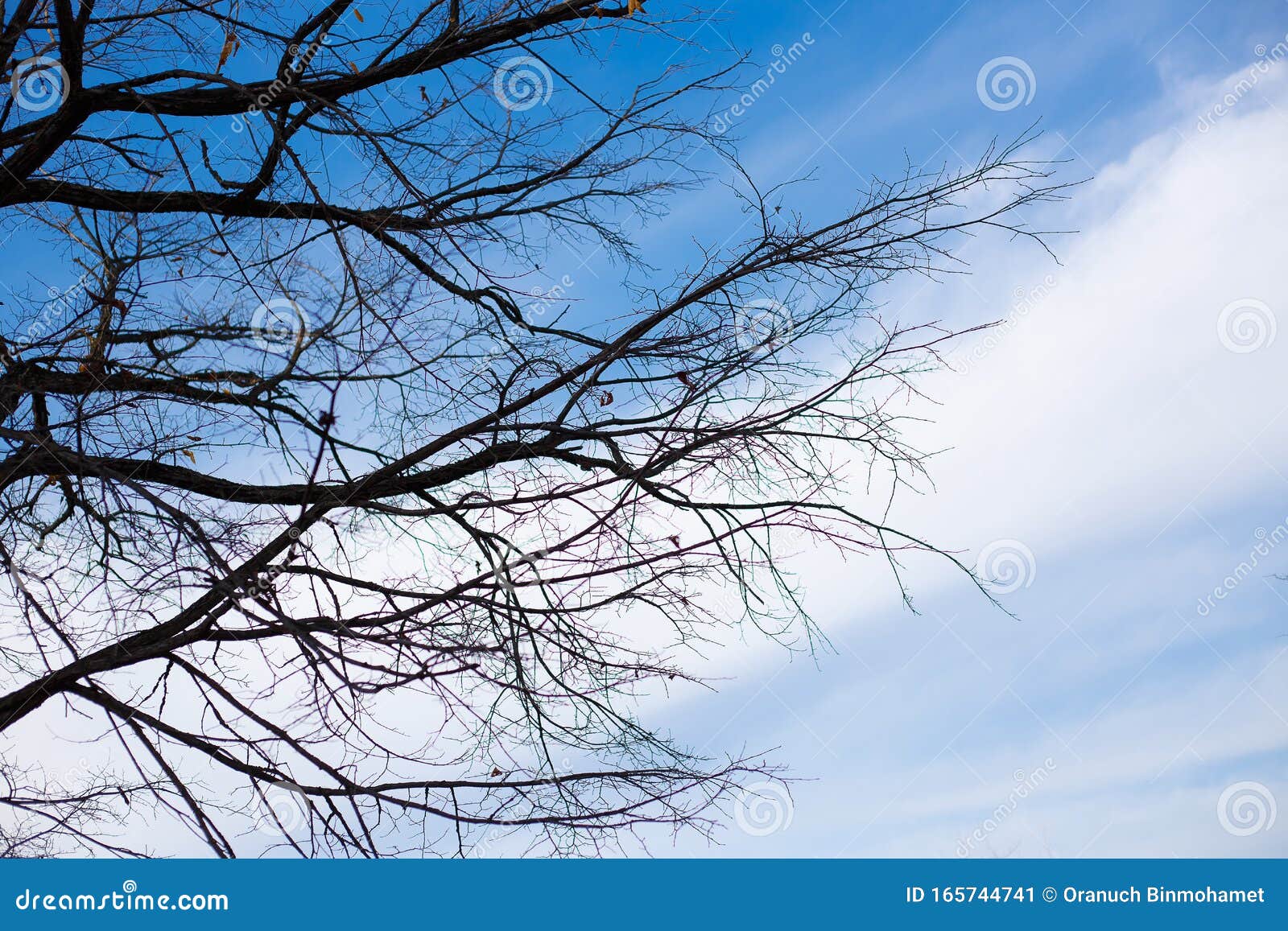 Trees without Leaves in Winter. Stock Image - Image of leaf, beauty ...