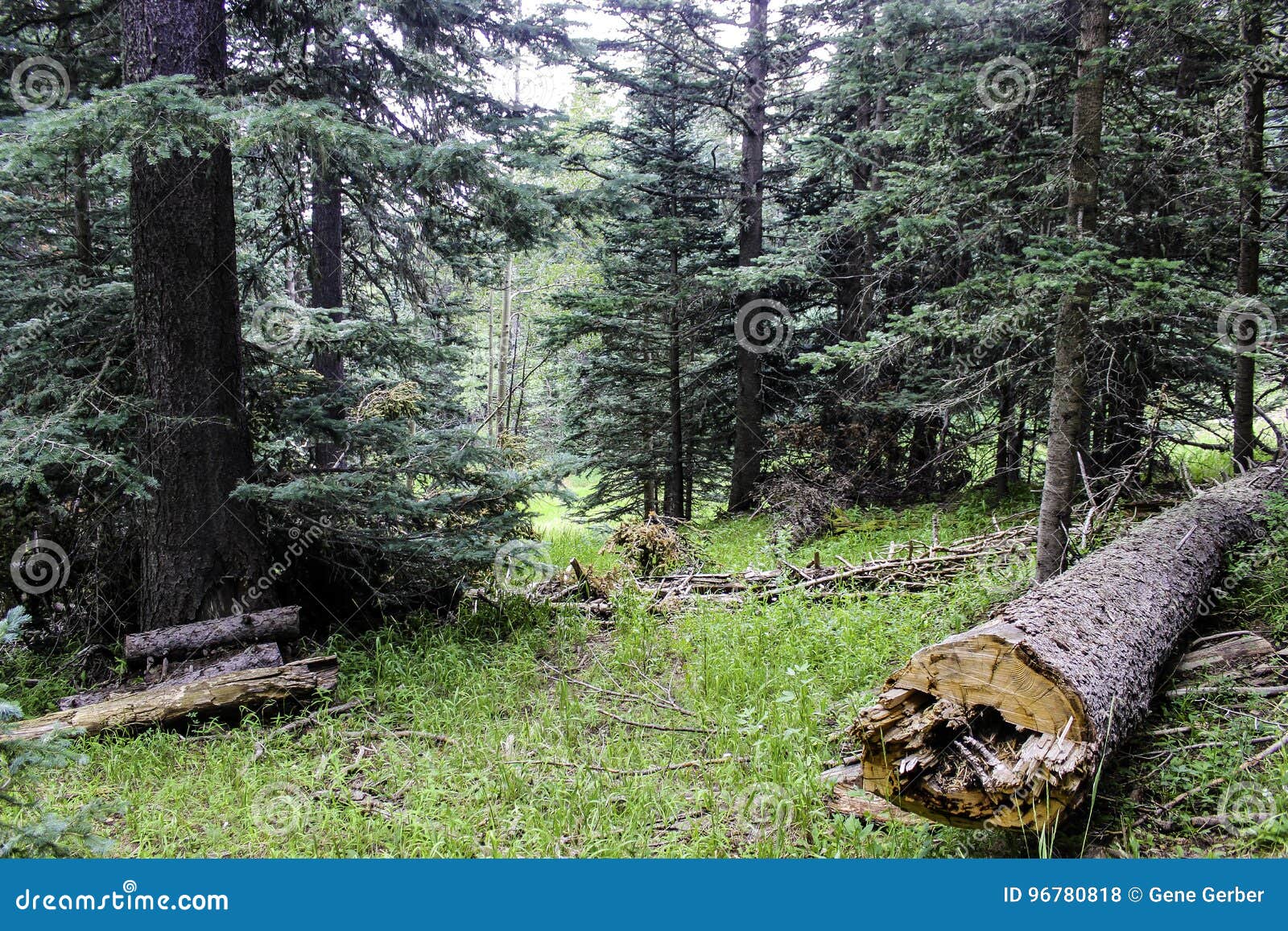 Trees on Left, Trees on Right Stock Photo - Image of area, woods: 96780818