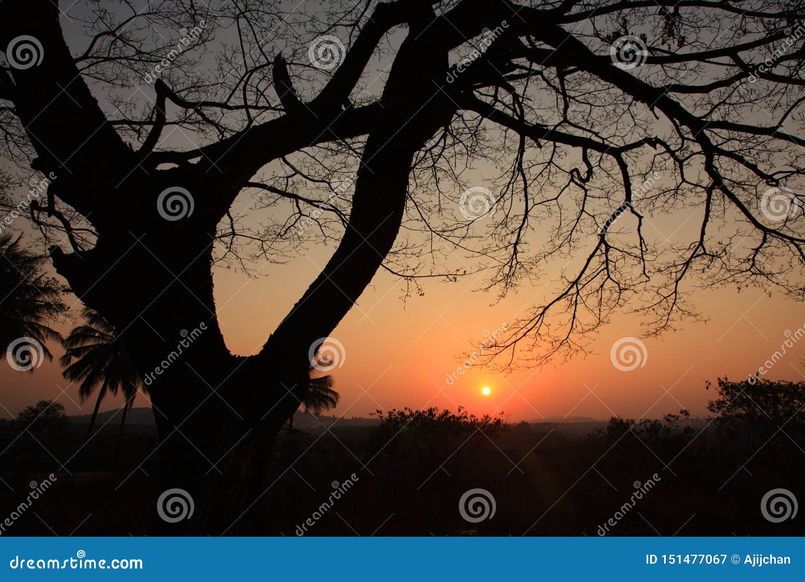 Trees with Lens Flare during Sunrise Stock Image - Image of location ...