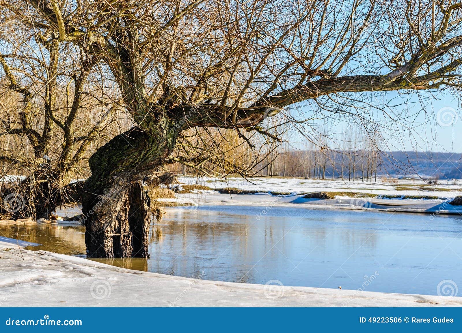 Trees with Lichens Mirrored in Lake in Winter Stock Photo - Image of ...