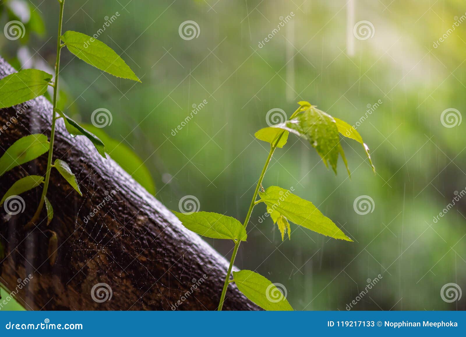 Trees of Life Concept Small Tree Growing Up from a Big Tree Stock Image ...
