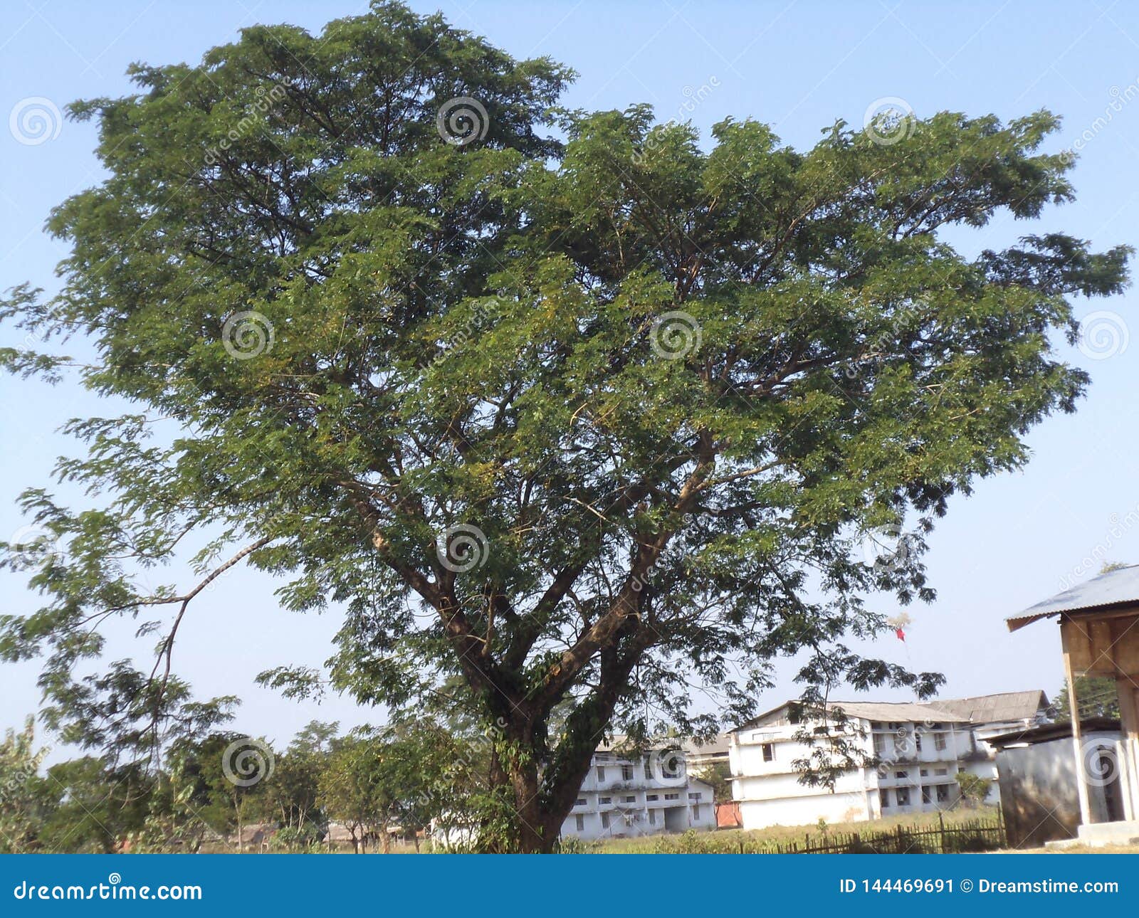 Trees are Life Giving, so Save Nature Stock Image - Image of compound ...