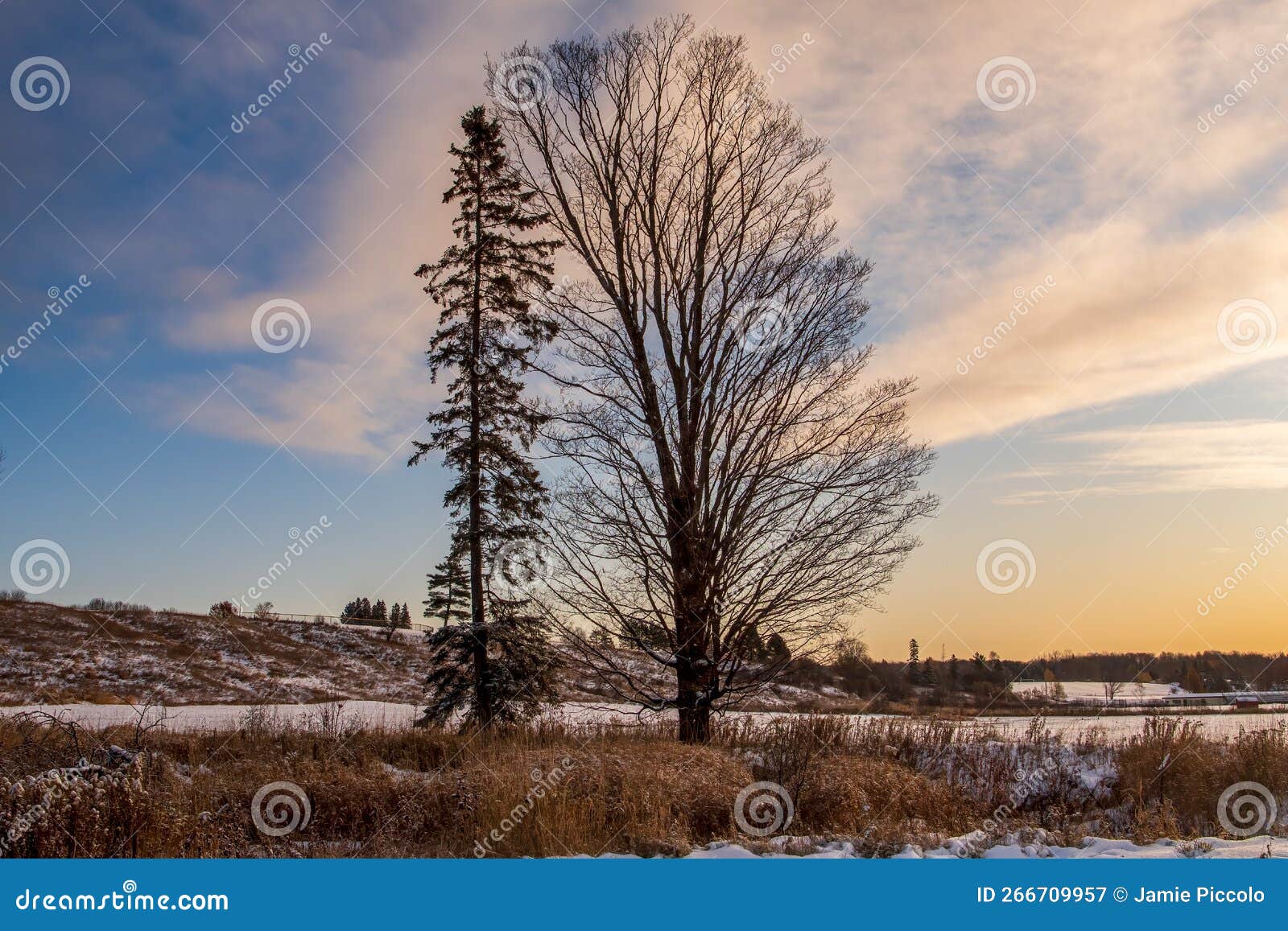 Trees in light stock image. Image of snow, leaf, sunset - 266709957