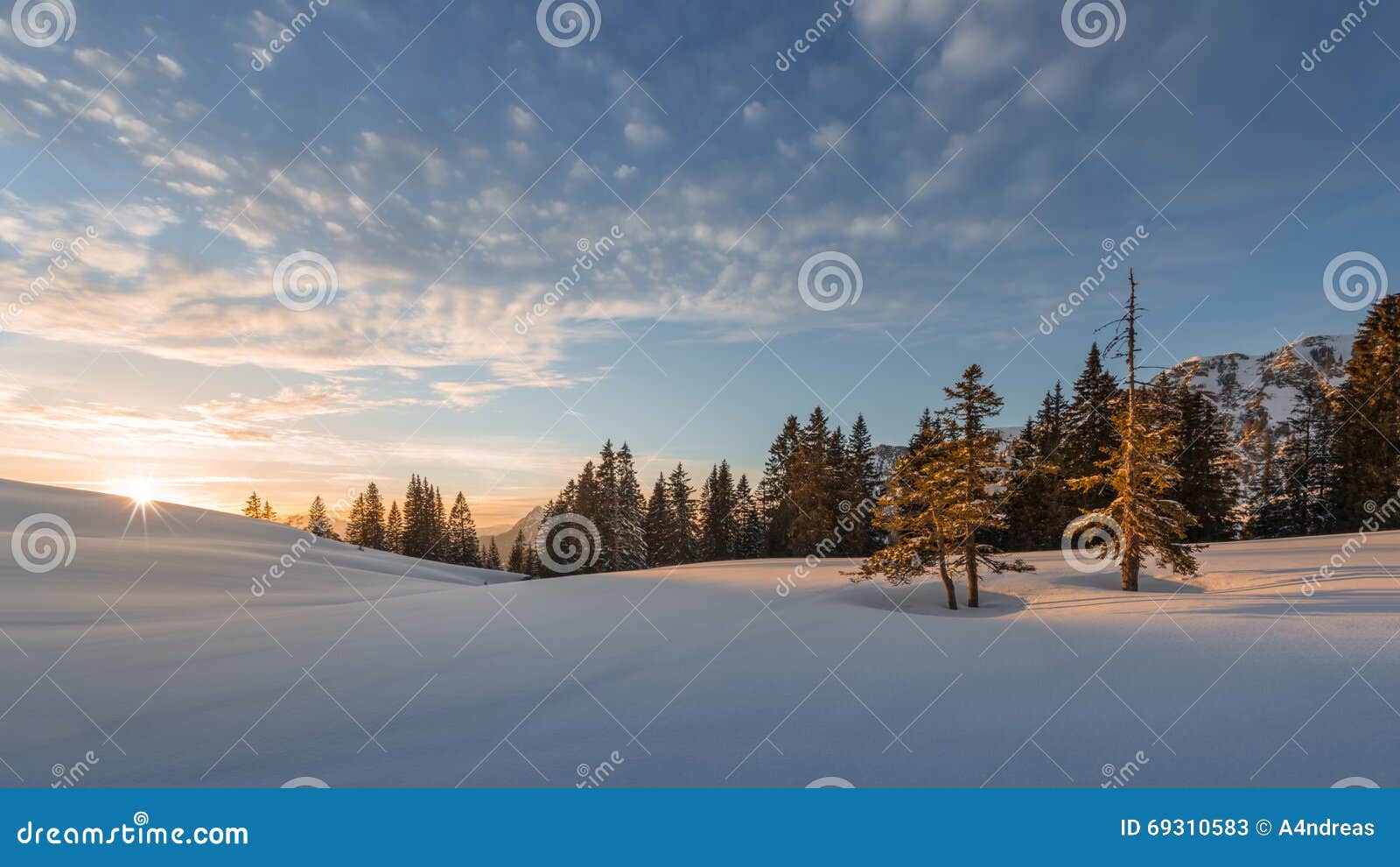 Trees Lighted from Sunset at Snow Field Stock Image - Image of holiday ...