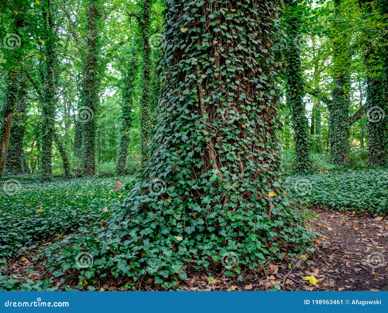 A Trees Limb Entwined with Common Ivy. Hedera Helix Stock Image - Image ...
