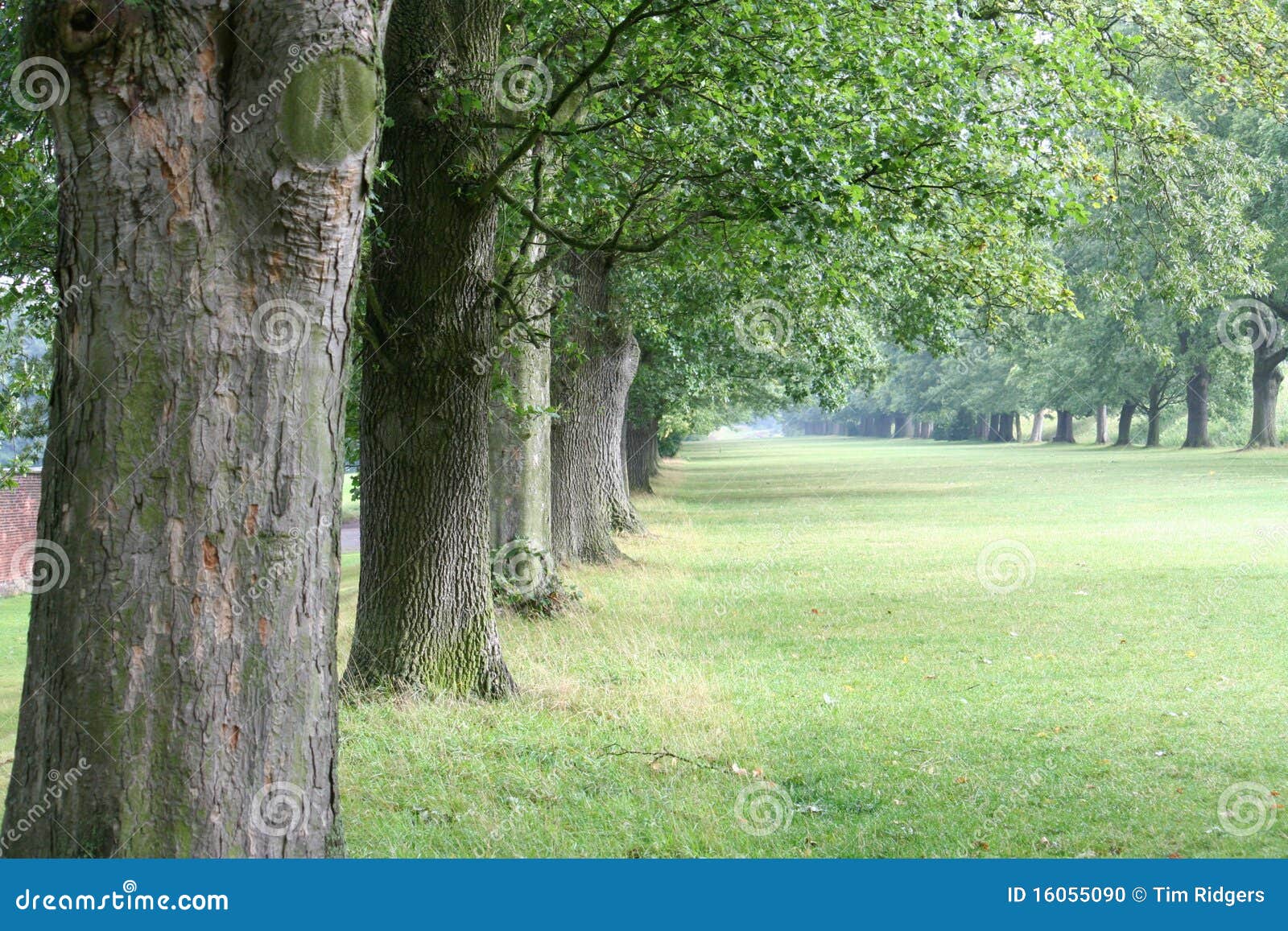 Trees in Line stock photo. Image of woods, landscapes - 16055090