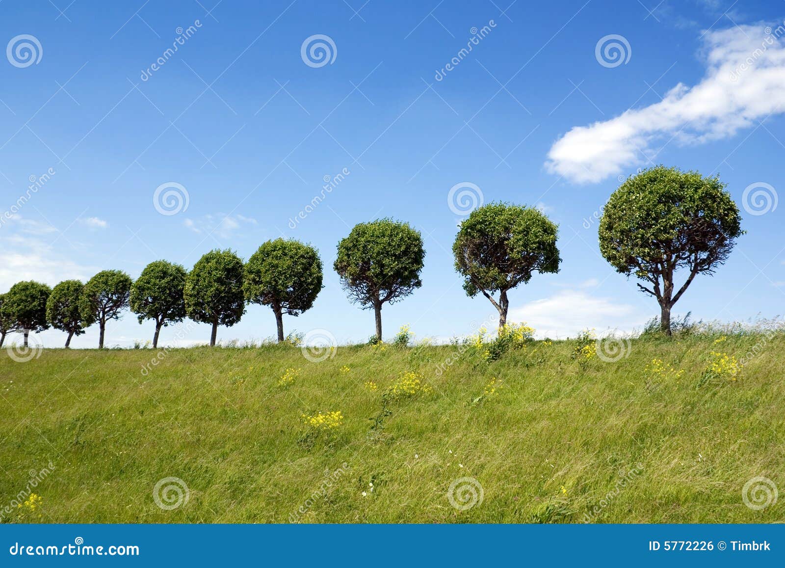 Trees in a line stock photo. Image of harmony, field, land - 5772226
