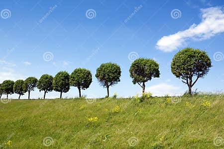 Trees in a line stock photo. Image of harmony, field, land - 5772226