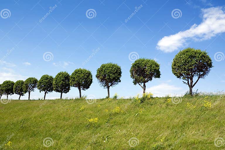 Trees in a line stock photo. Image of harmony, field, land - 5772226