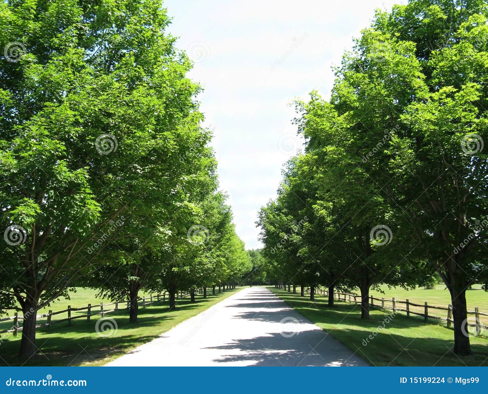 Trees Line a Country Lane on a Sunny Summer Day Stock Photo - Image of ...