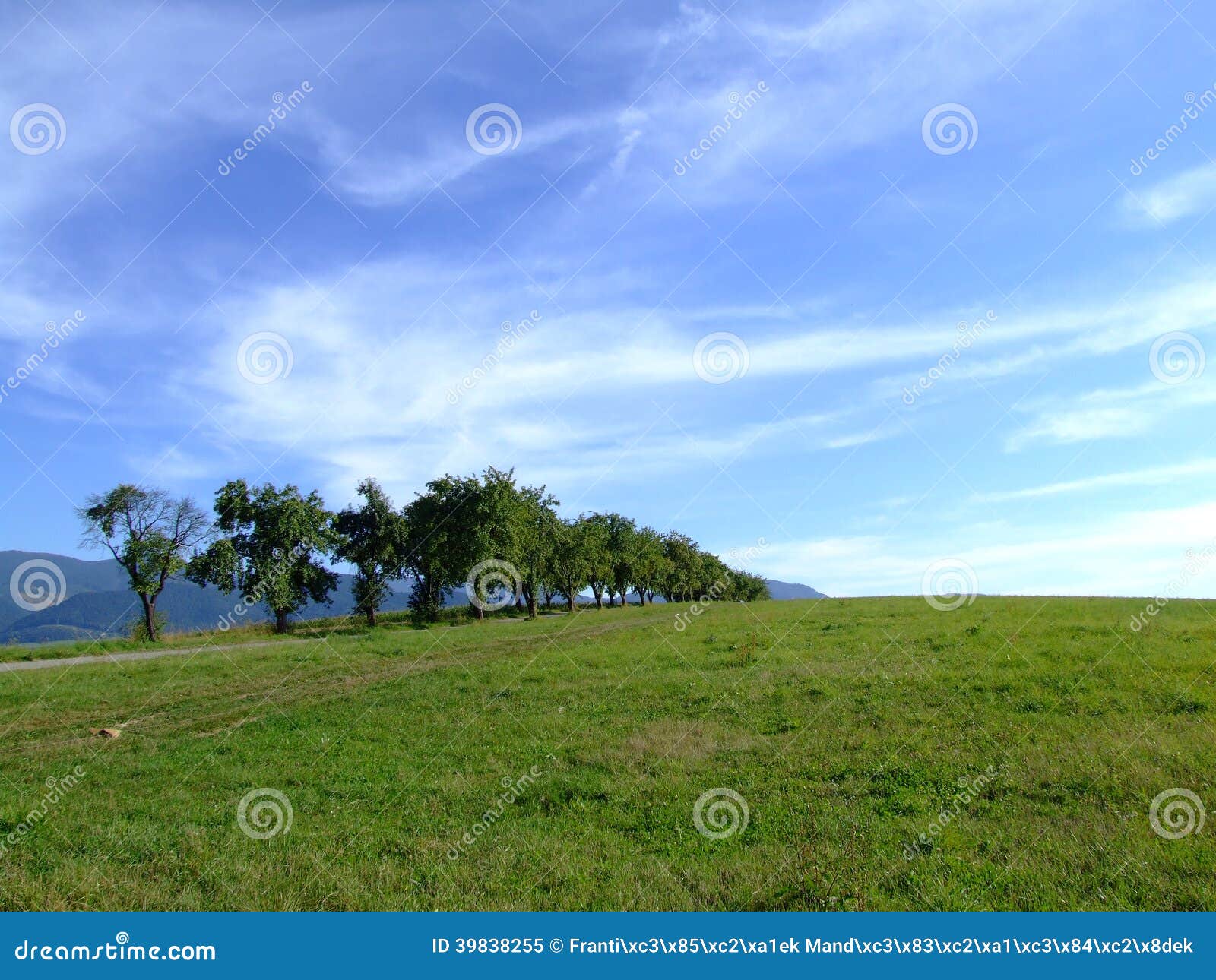 Trees in line stock image. Image of path, route, range - 39838255