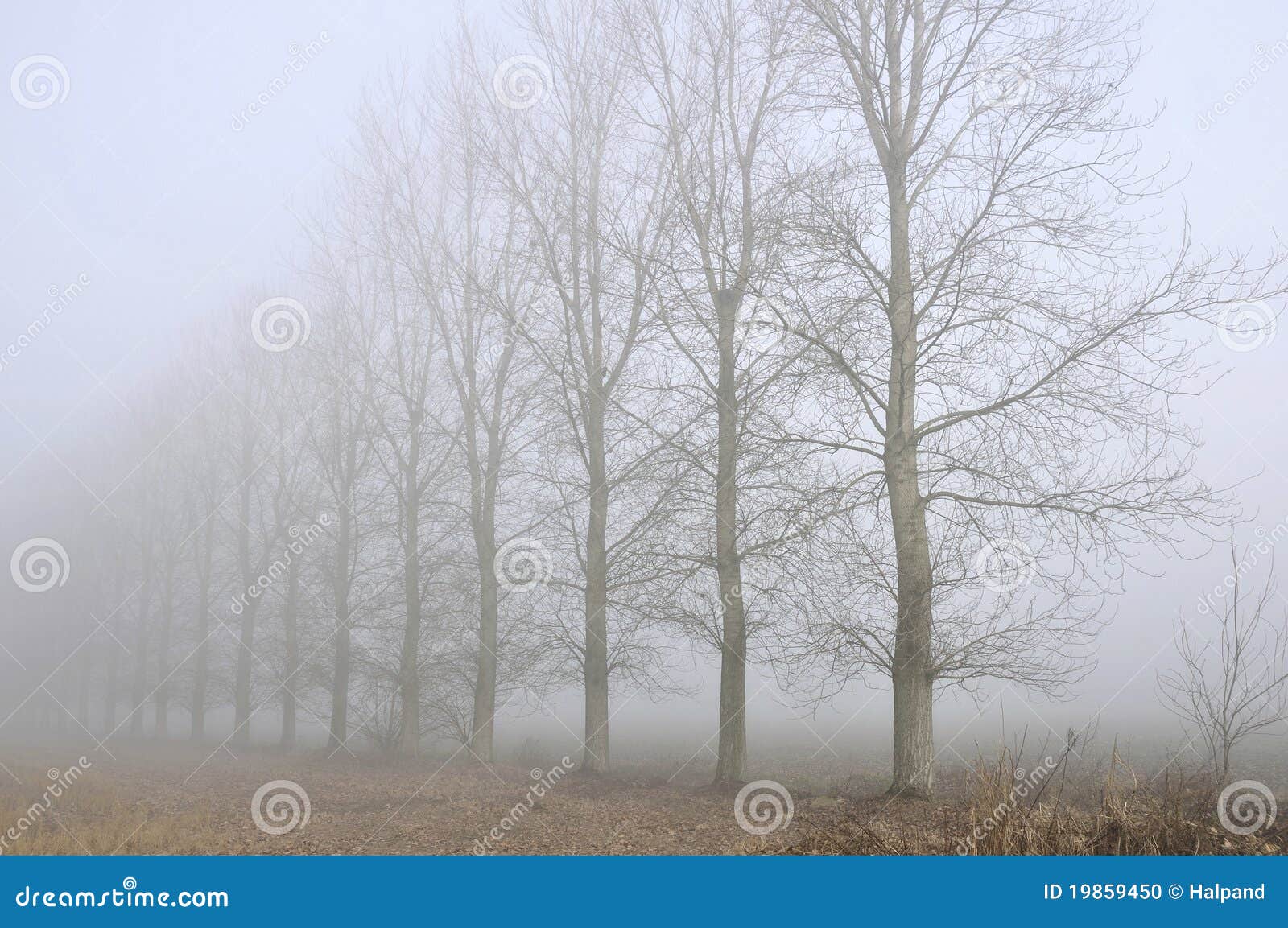Trees line in fog stock photo. Image of nature, cultivation - 19859450