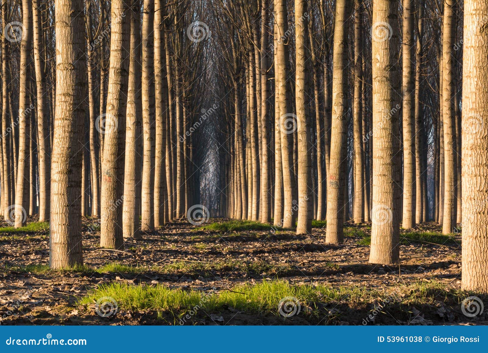 Trees in Line Inside Forest Stock Photo - Image of mystery, lumber ...