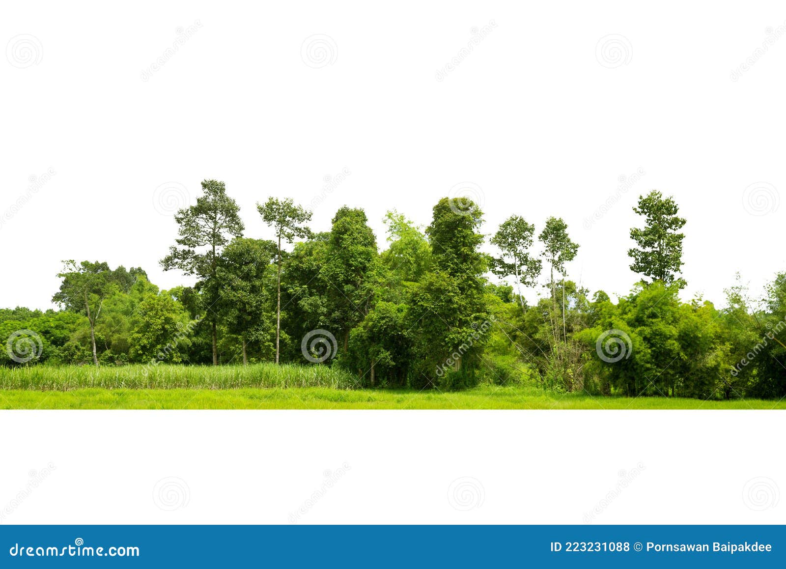 Trees line isolated stock photo. Image of leafy, evergreen - 223231088