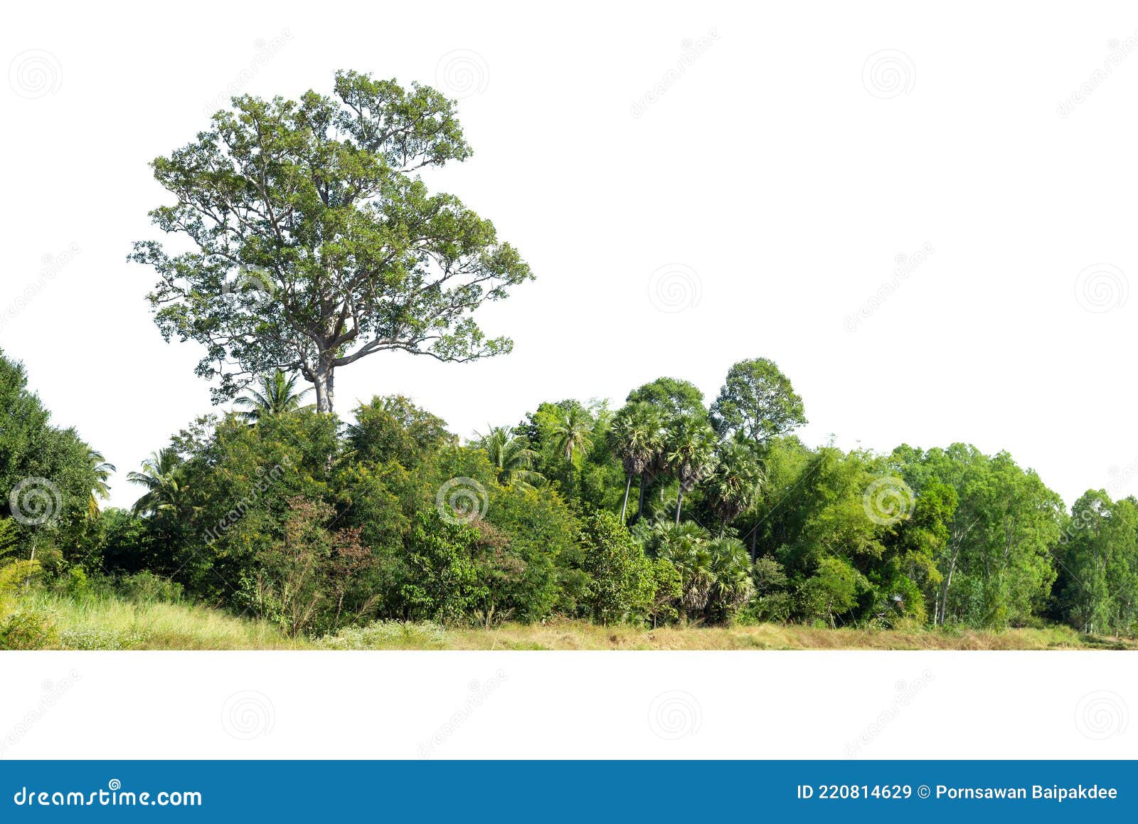 Trees Line Isolated on a White Background Stock Image - Image of ...
