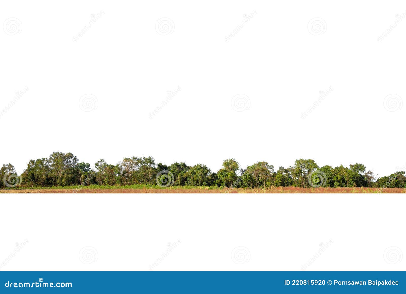 Trees Line Isolated on a White Background Stock Photo - Image of ...