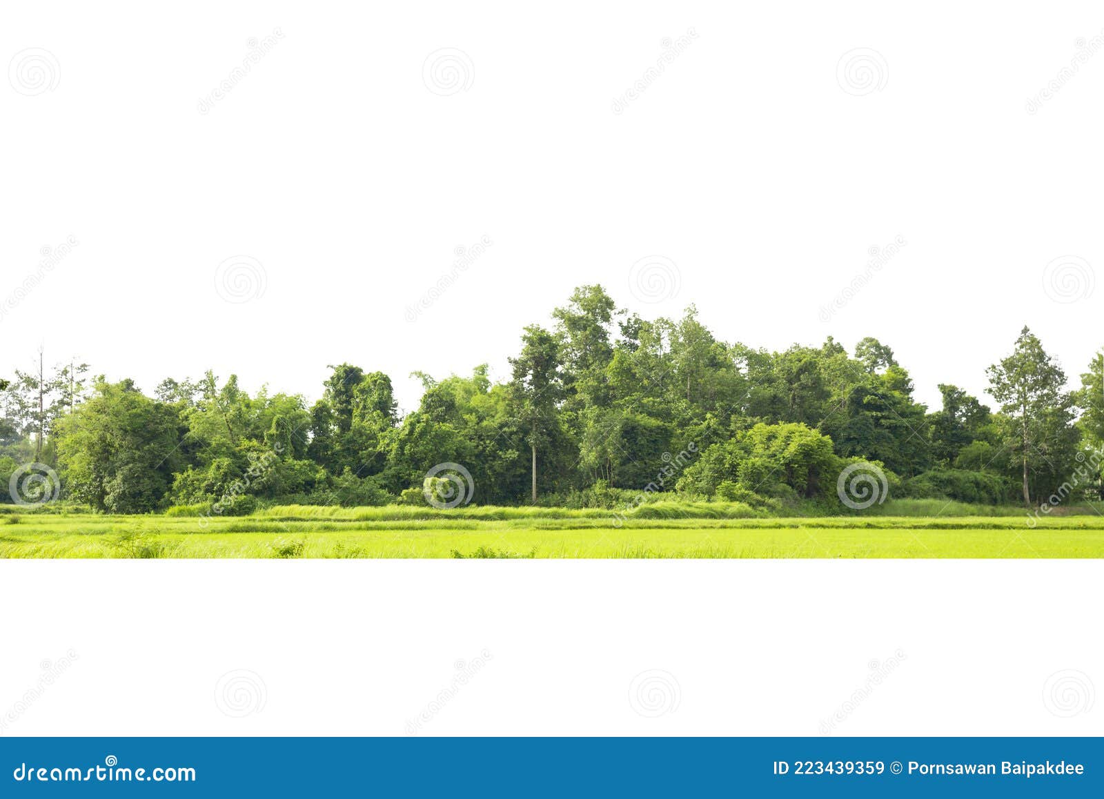 Trees Line Isolated on a White Stock Image - Image of ecology ...
