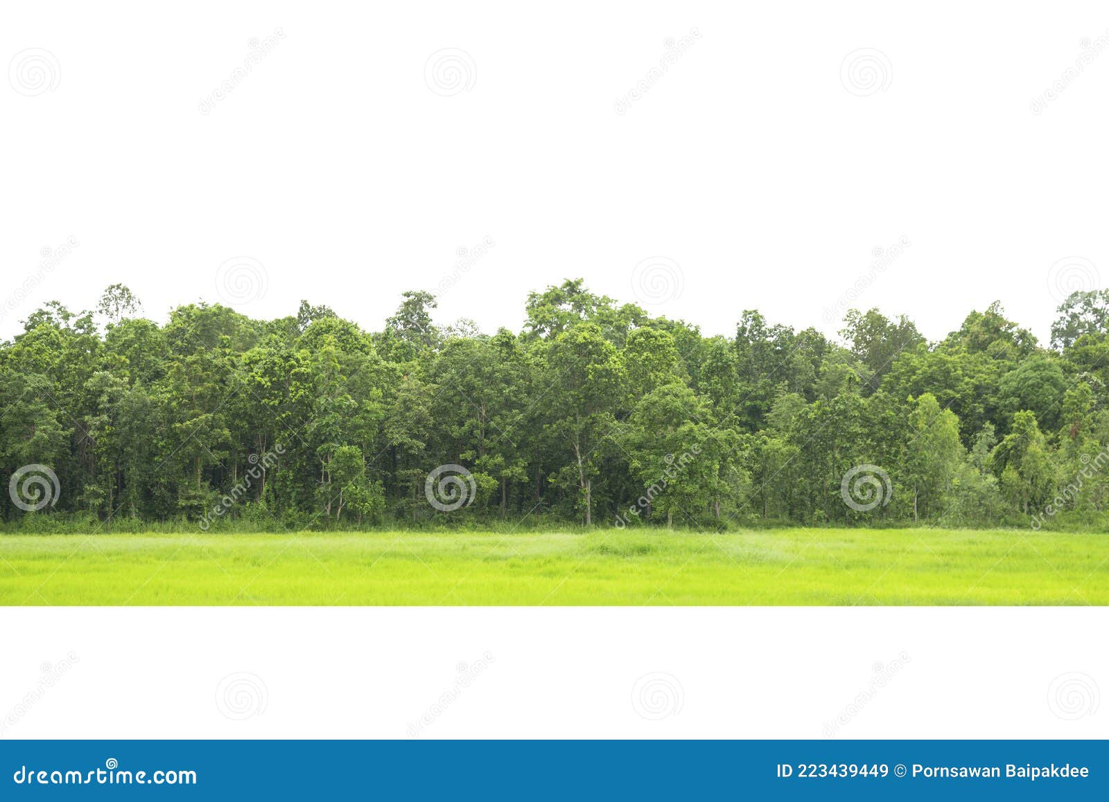 Trees Line Isolated on a White Background Stock Image - Image of ...