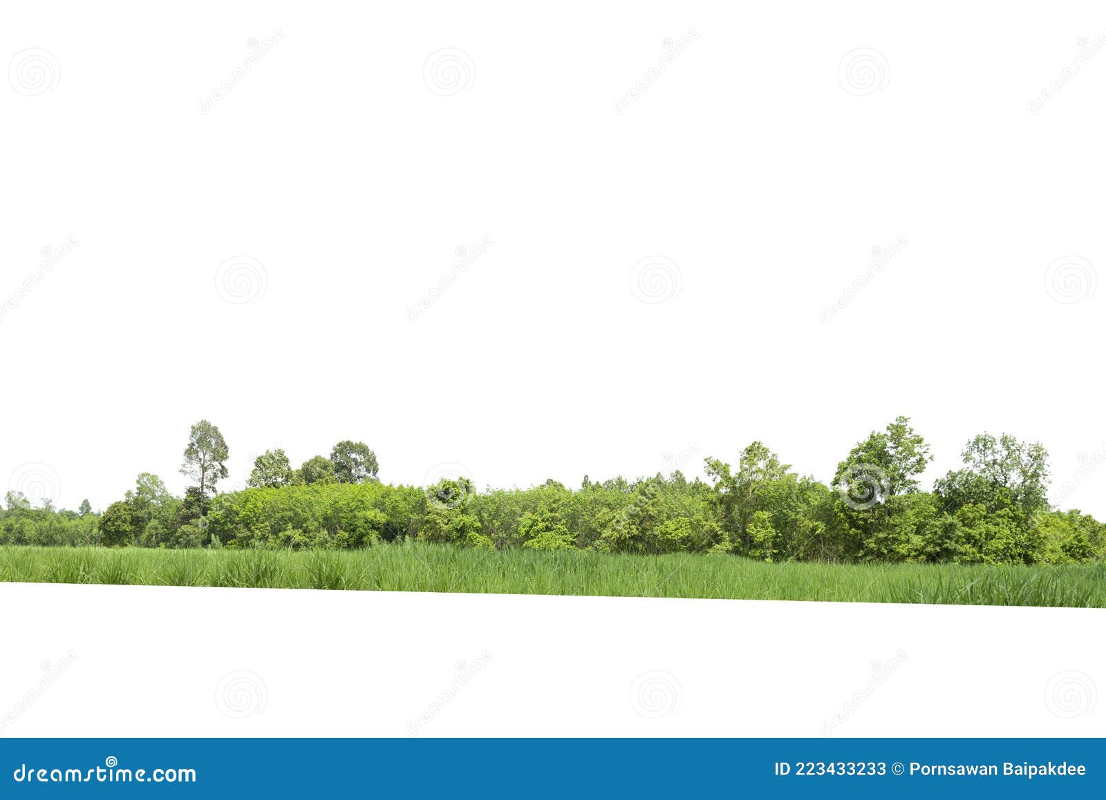 Trees Line Isolated on a White Background Stock Image - Image of botany ...