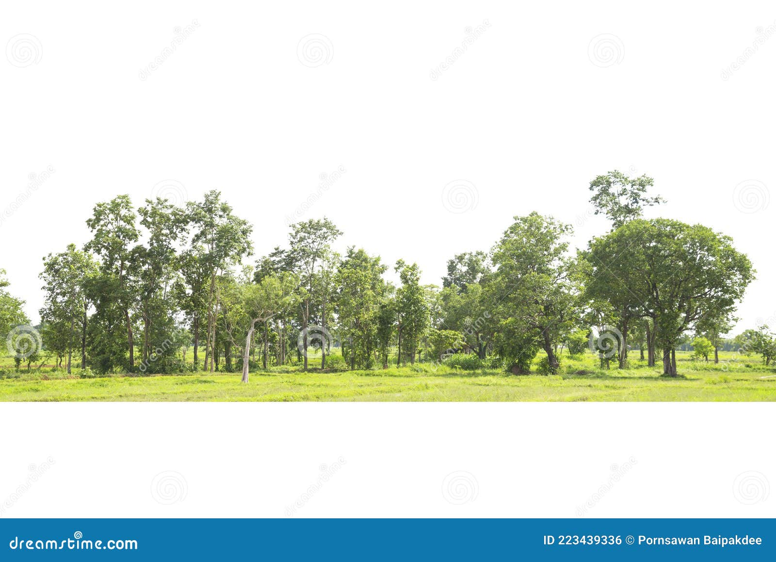 Trees Line Isolated on a White Stock Photo - Image of architectural ...