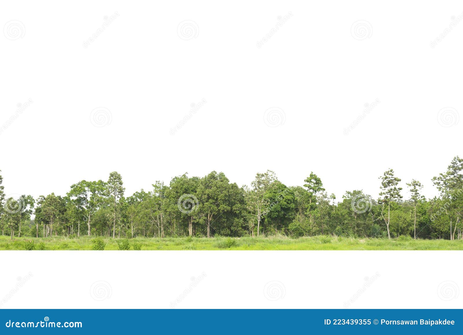 Trees Line Isolated on a White Stock Image - Image of garden, architect ...