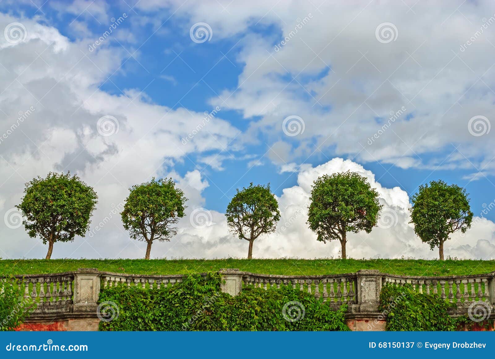 Trees in line on lawn stock image. Image of field, horizon - 68150137