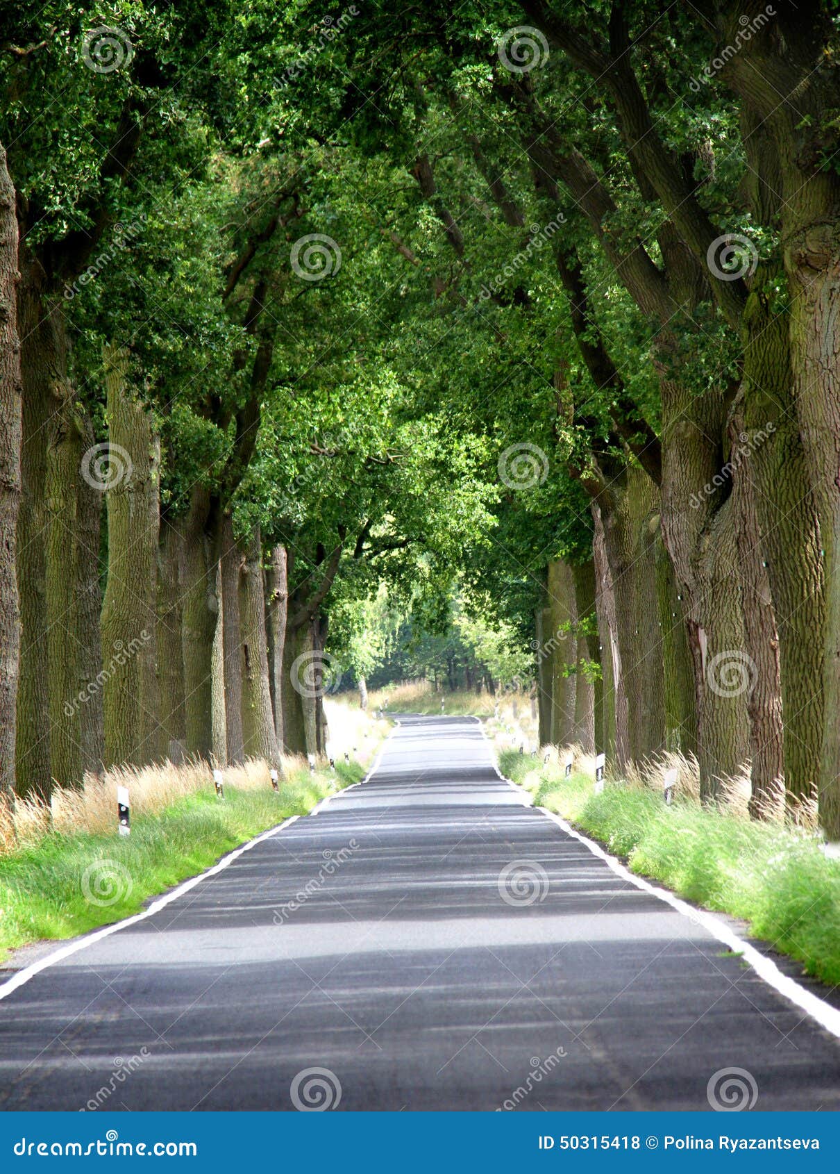 Trees lined country road stock photo. Image of deep, beautiful - 50315418