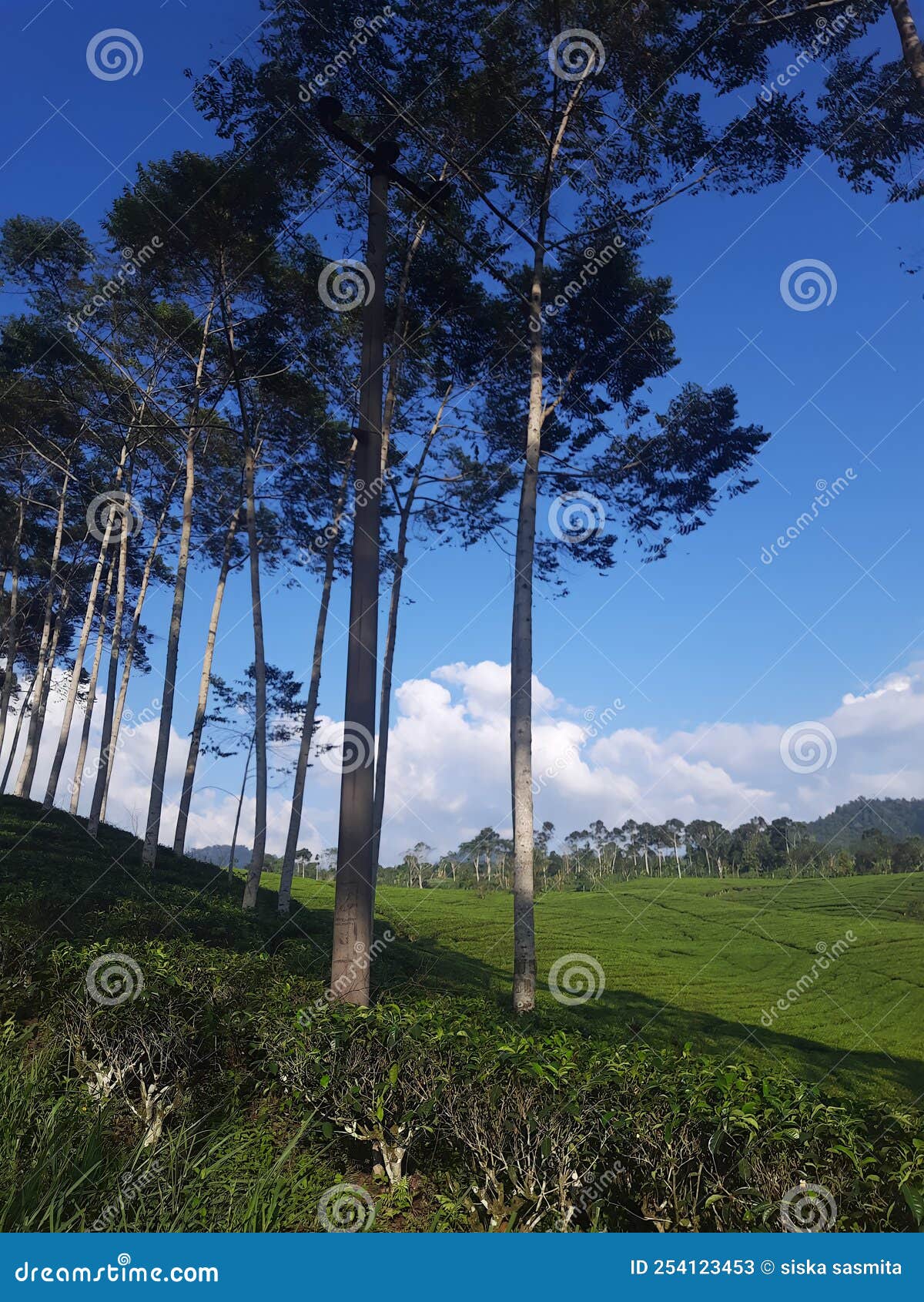 Trees Lined Up Around the Tea Garden with a Blue Sky Stock Image ...