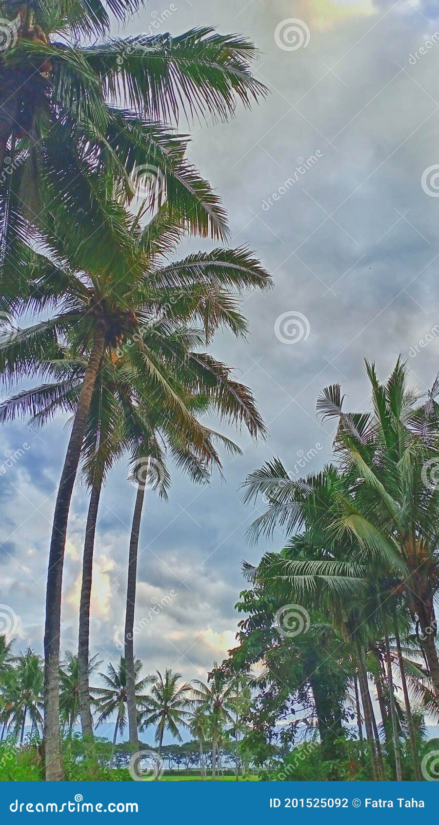 The Trees Lined Up with the Wind Stock Photo - Image of adem, sejuk ...