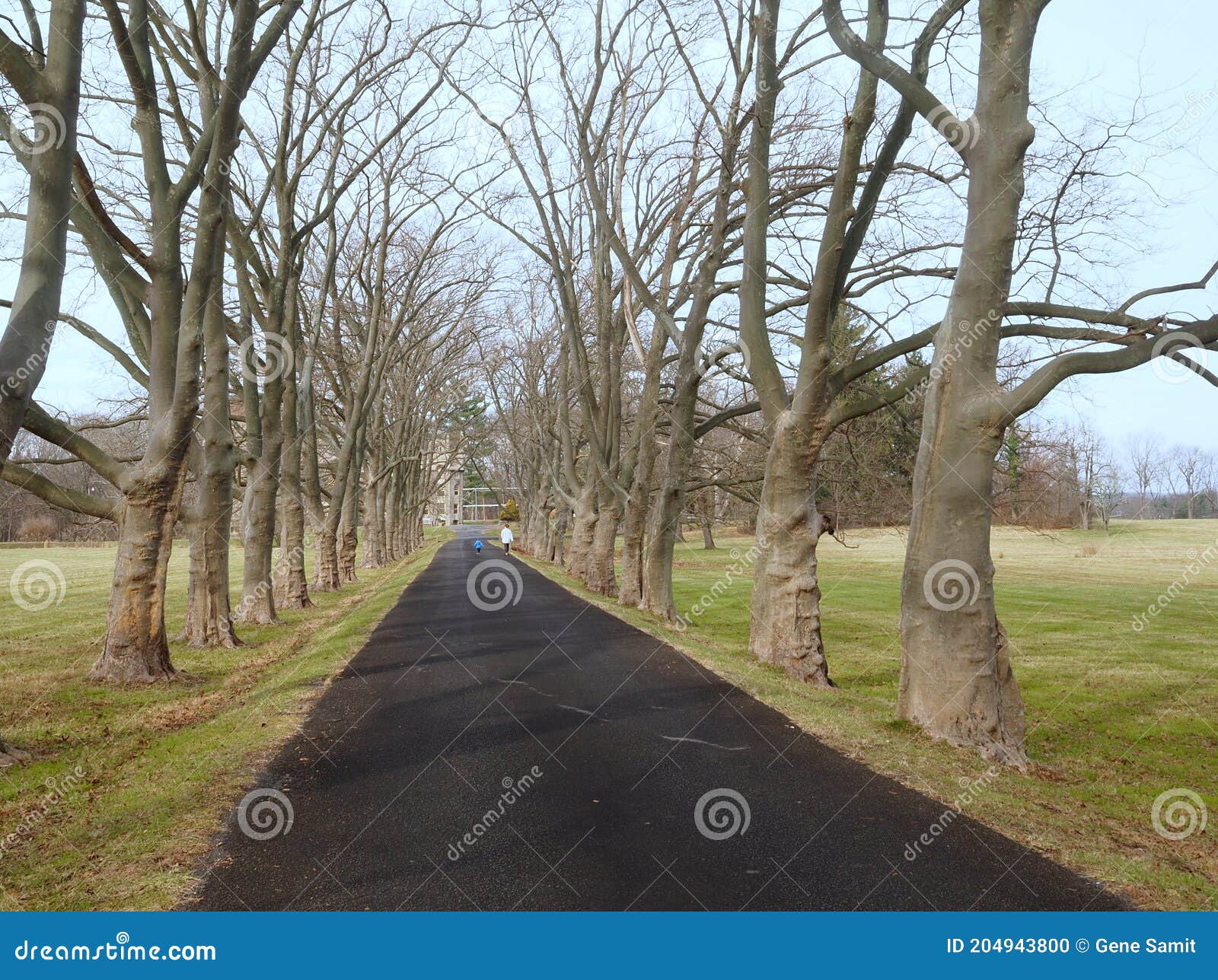The Trees are Lining the Path. Stock Photo - Image of grass, child ...