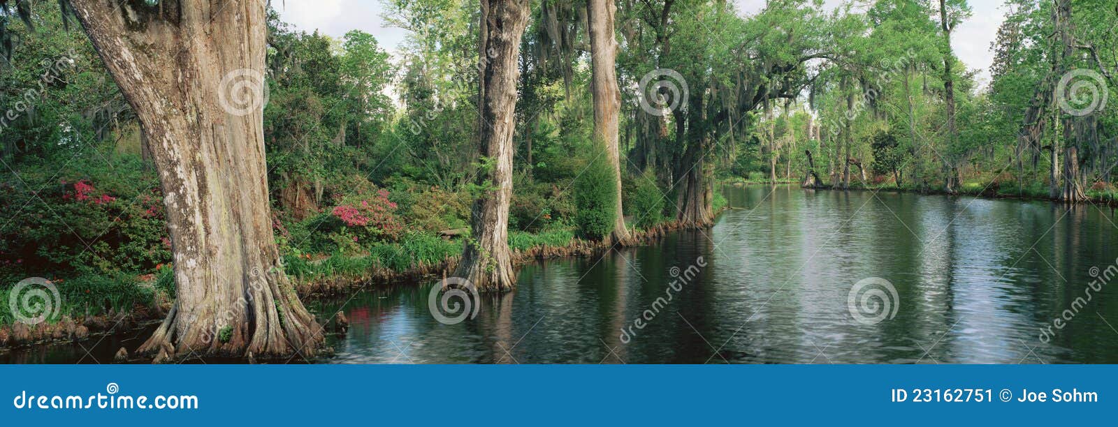 Trees lining a river stock image. Image of panoramics - 23162751