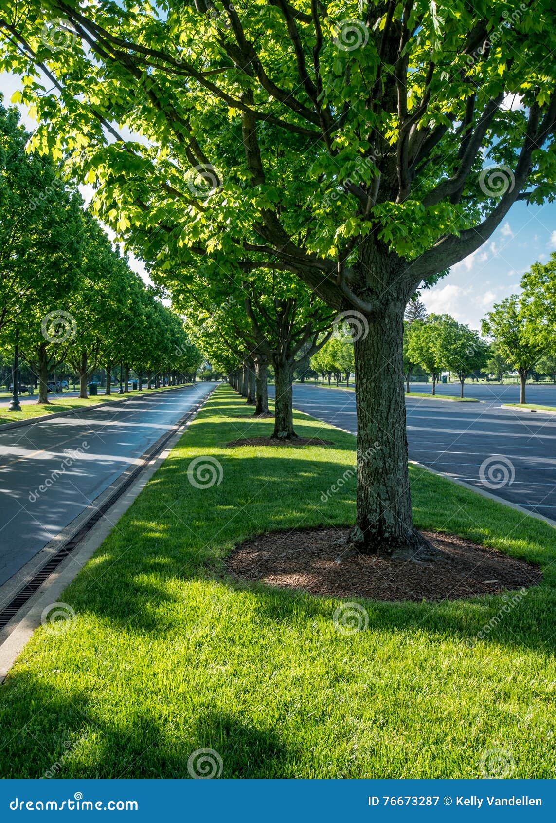 Trees Lining the Road at Keeneland Stock Image - Image of driving ...