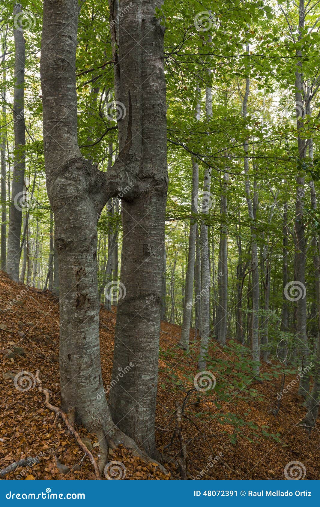 Trees linked stock image. Image of scene, woods, tranquil - 48072391