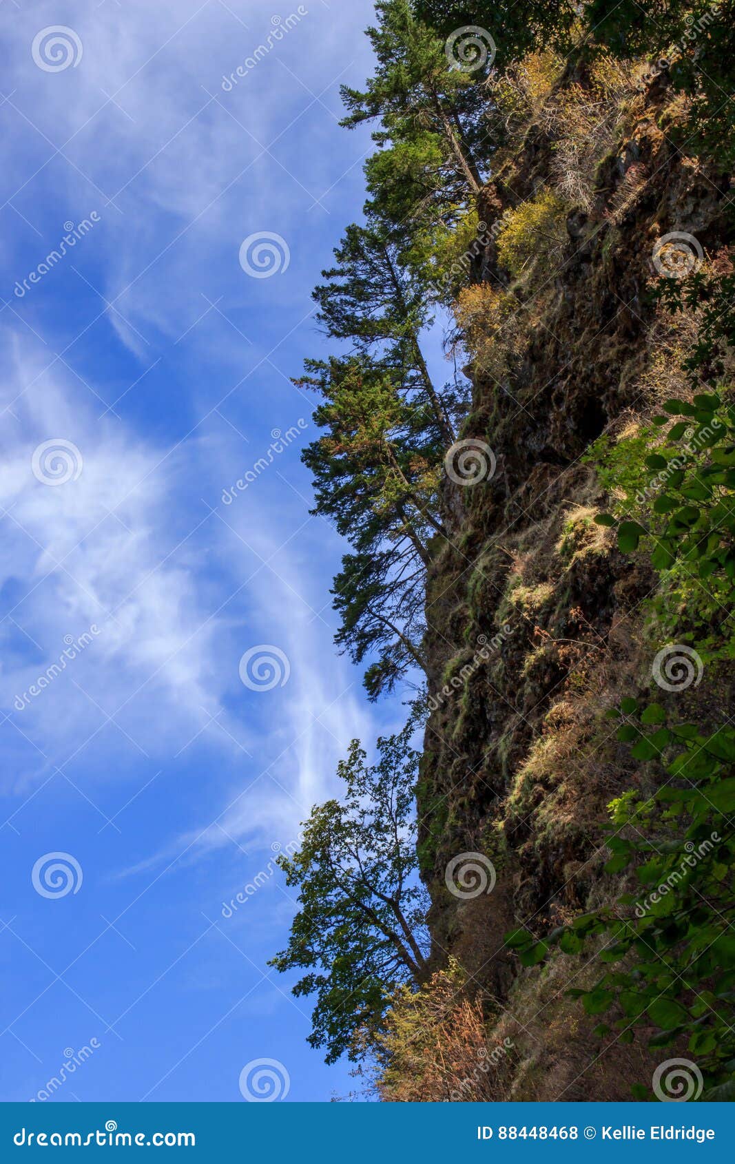 Trees living on the edge stock photo. Image of conifers - 88448468