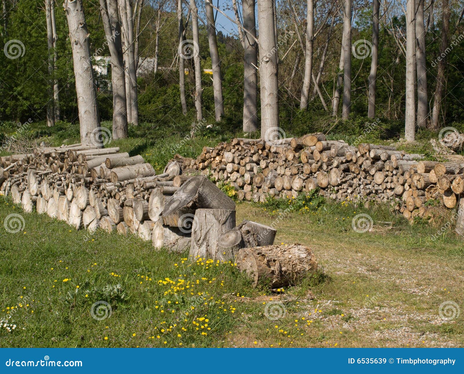 Trees and logs stock image. Image of trees, forest, lumber - 6535639