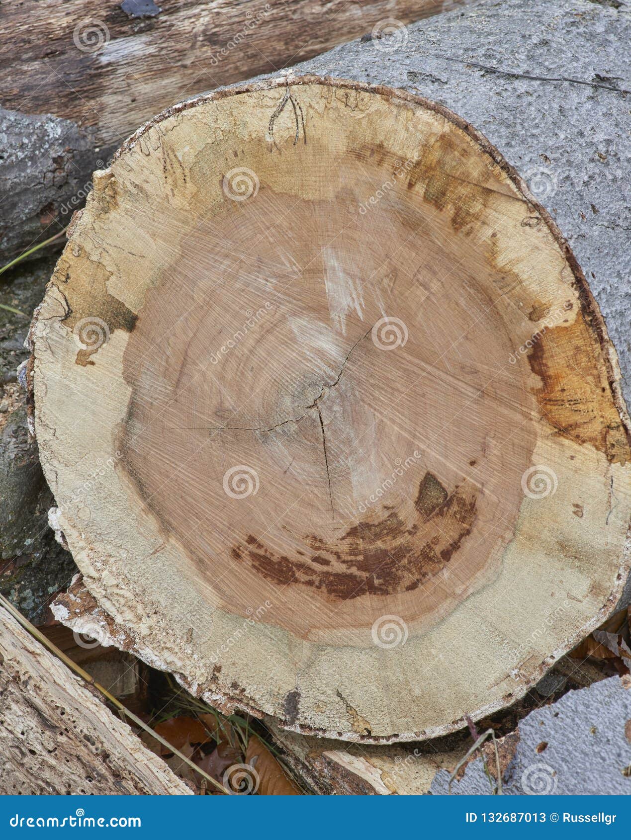 Trees/logs end of cut log stock image. Image of logs - 132687013