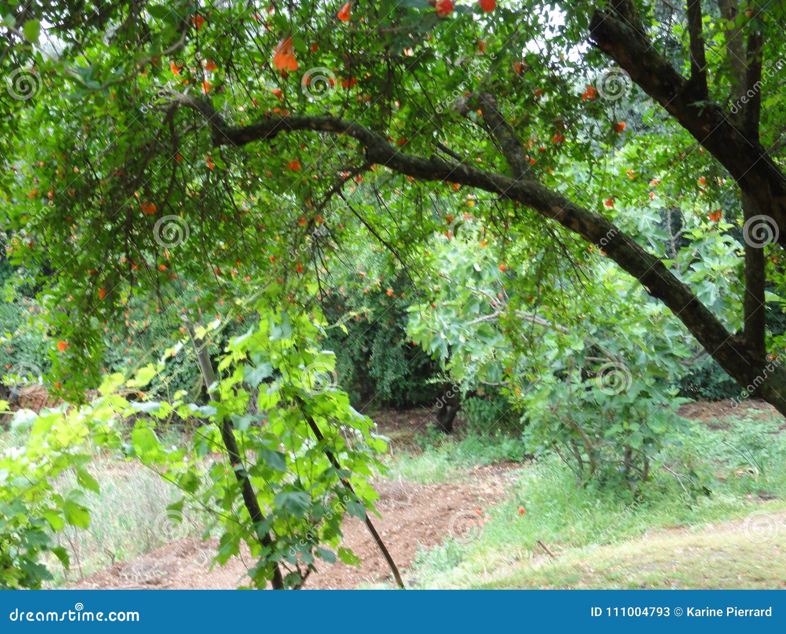 Trees with Long Branches - Front View Stock Image - Image of green ...