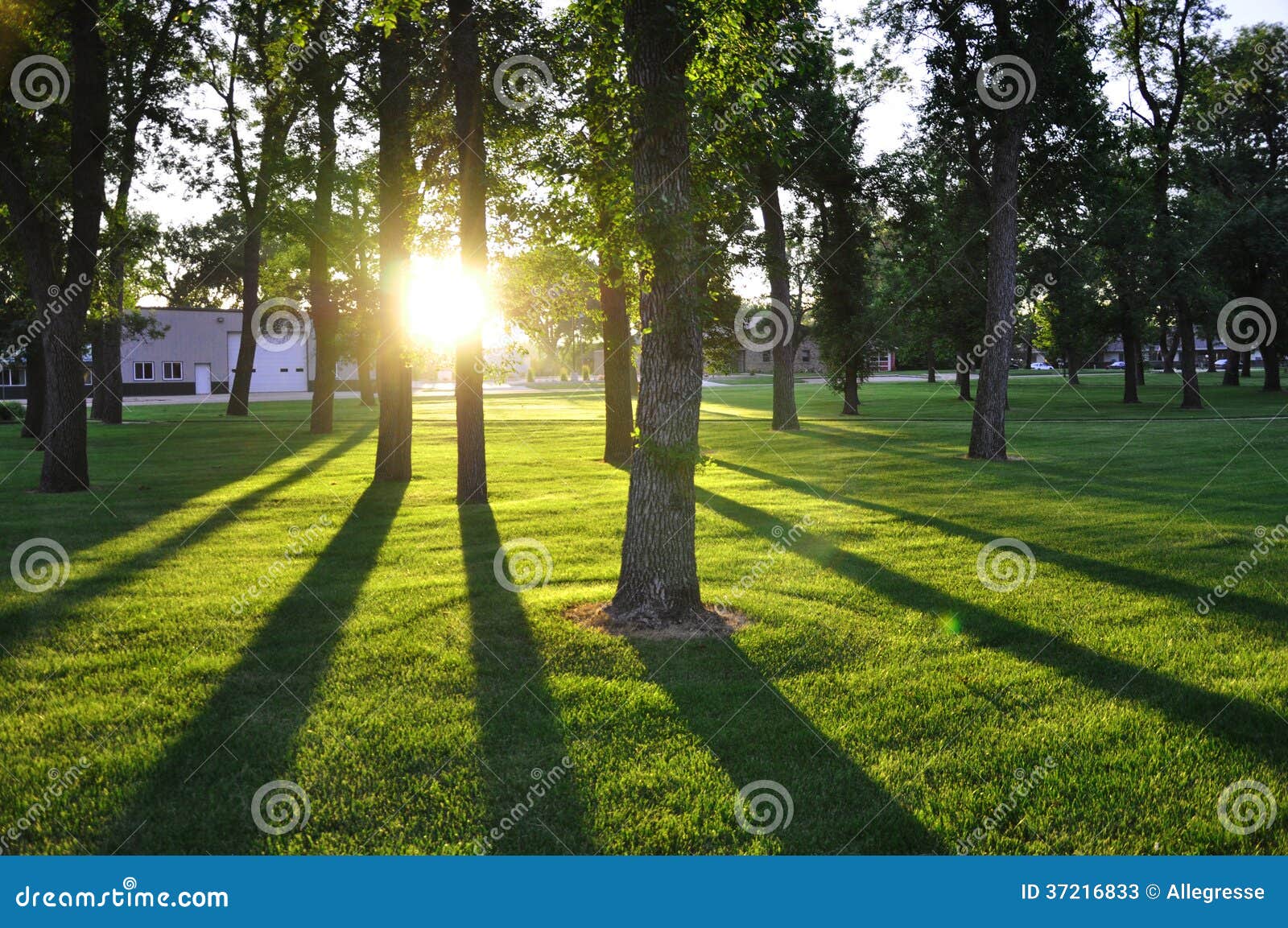 Trees and Long Shadows stock image. Image of midwest - 37216833