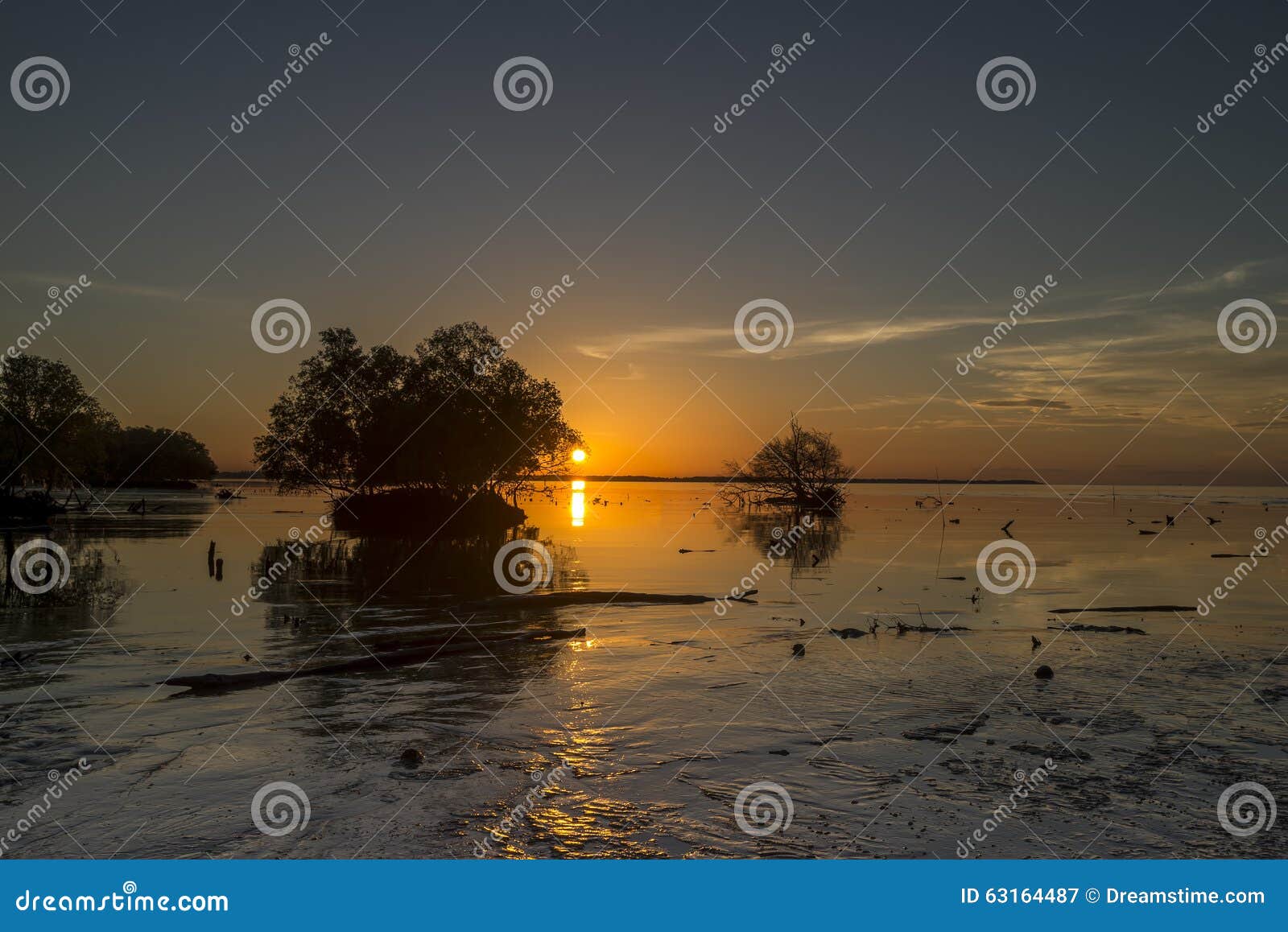 Trees Longer Life. Death at Sunset. Stock Image - Image of environment ...