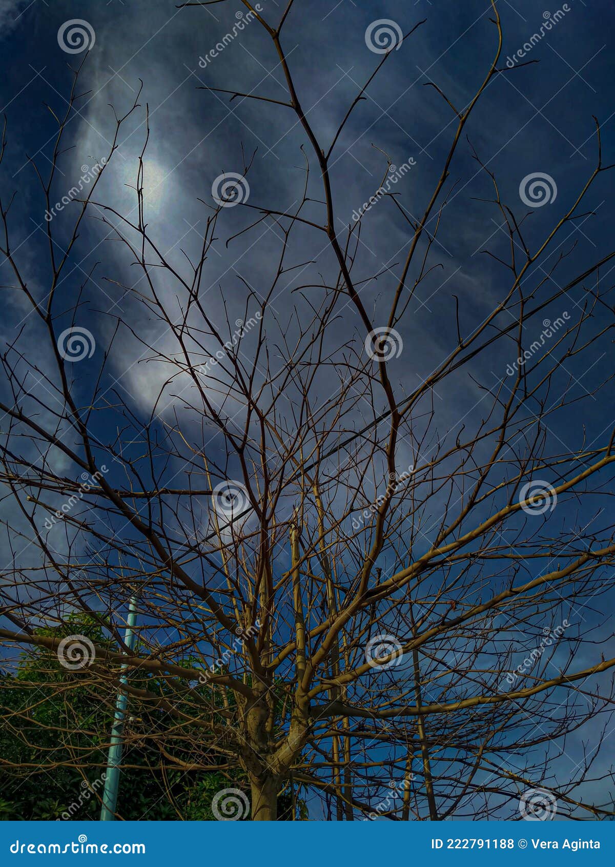 The Trees Look Like in the Fall Stock Photo - Image of autumn, flower ...