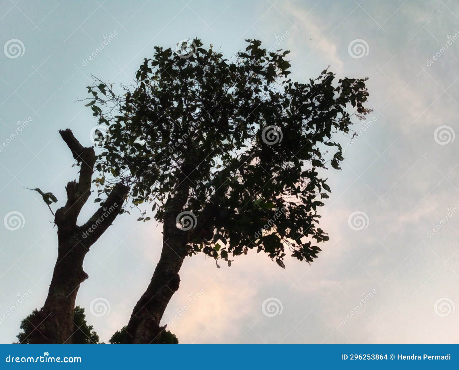 Trees that Look Like Silhouettes Stock Photo - Image of look, trees ...