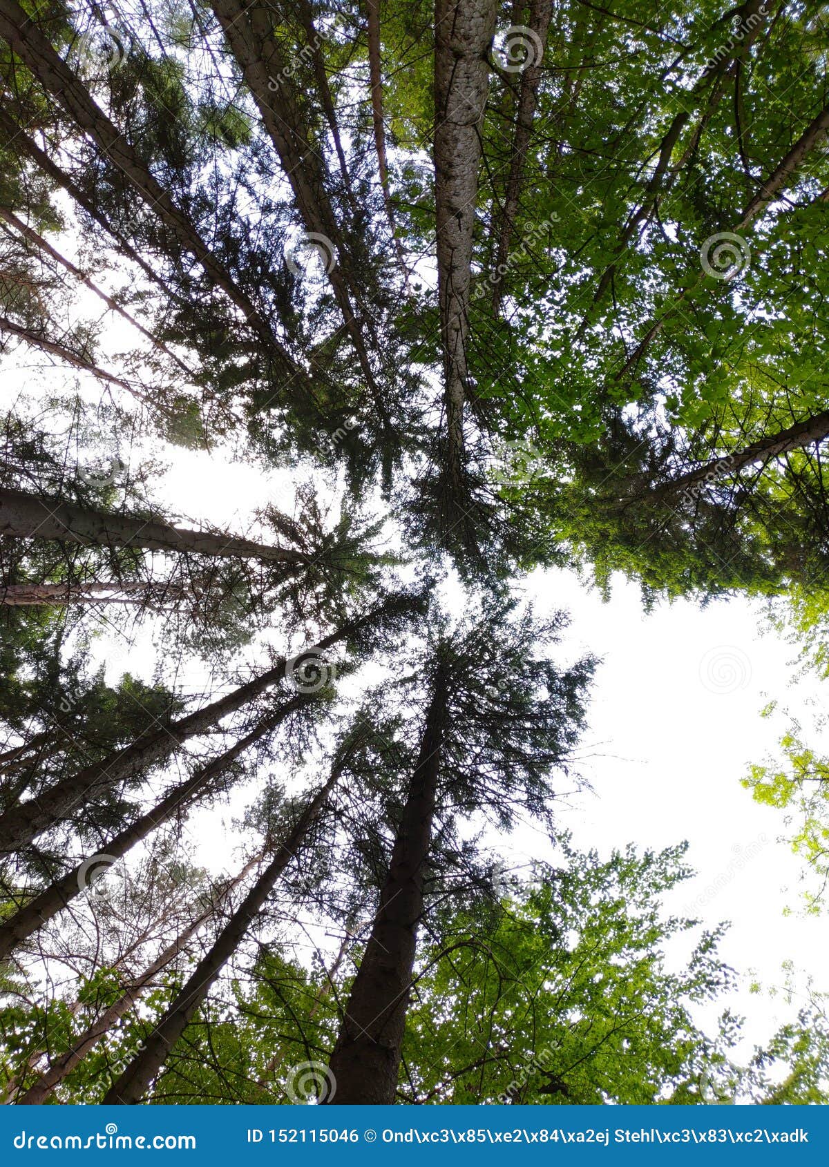 Trees and Looking To Infinity Stock Photo - Image of trees, looking ...