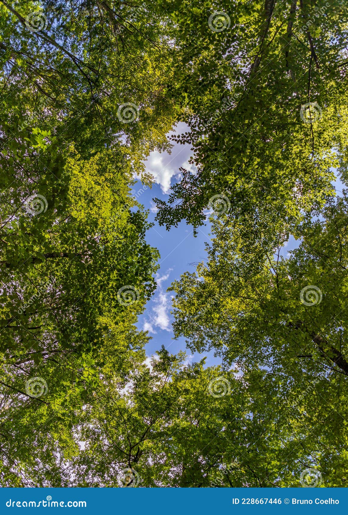 Trees Looking Up stock photo. Image of bohinj, woods - 228667446