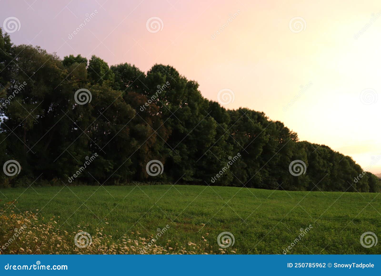 Bush Line and Field stock photo. Image of intensely - 250785962