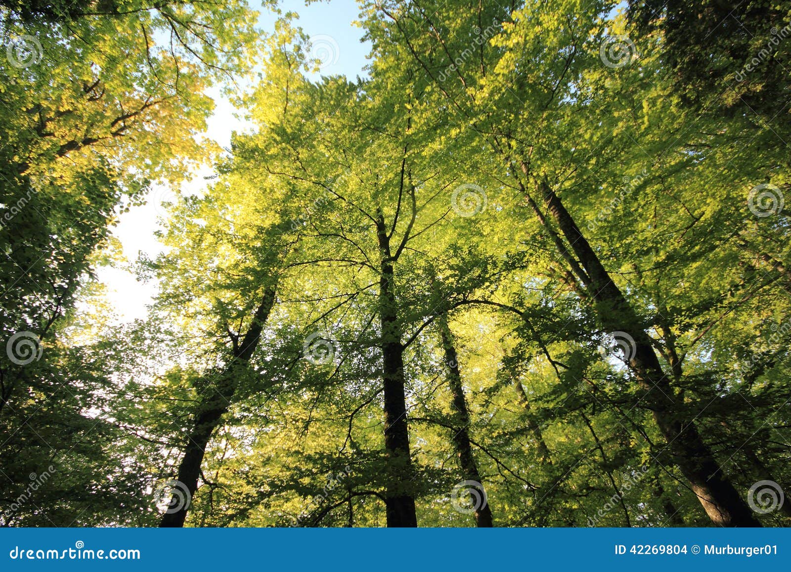 Low Angle Photography Tree