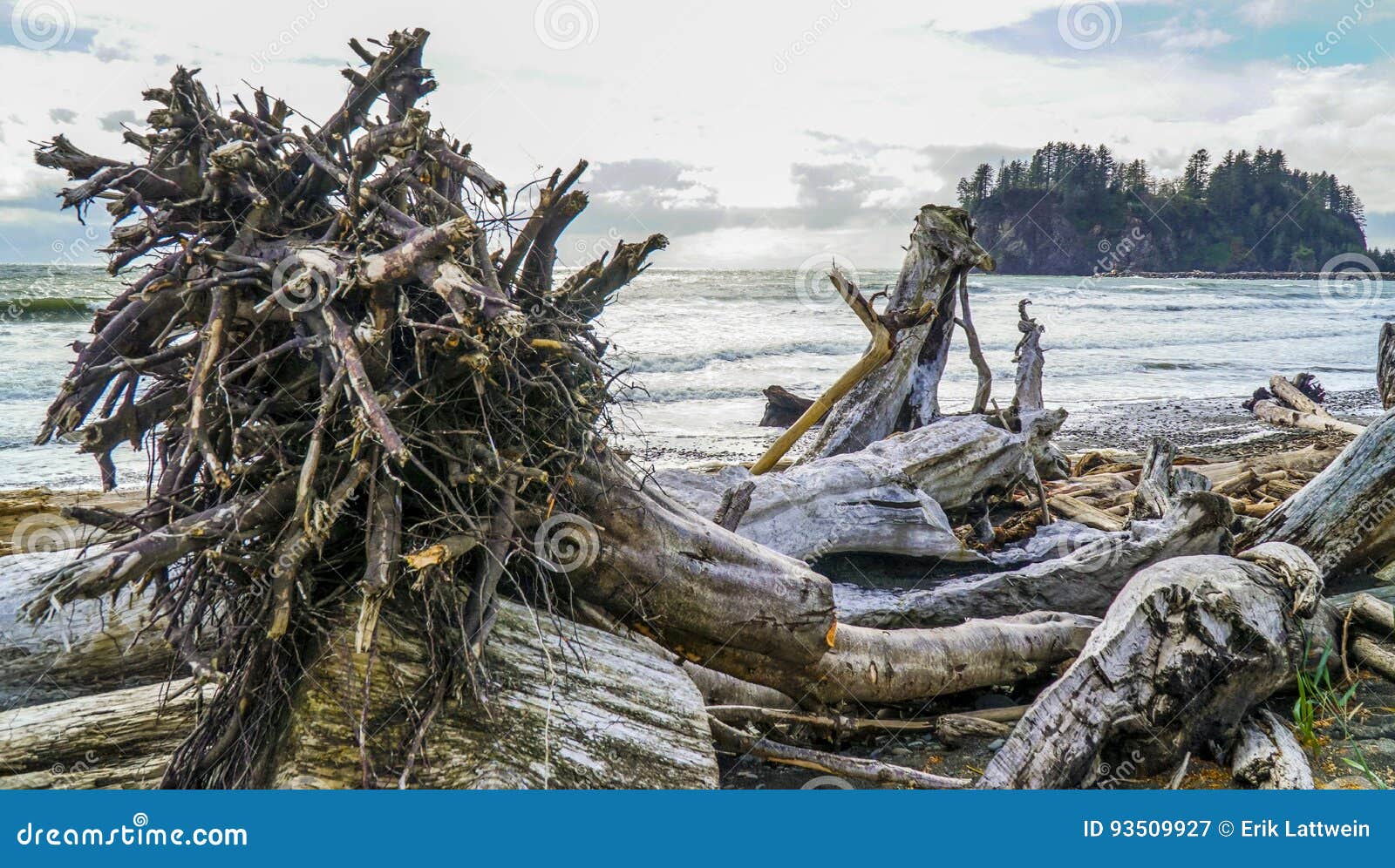 The Trees Lying at Famous La Push Beach - Forested Trail - FORKS ...