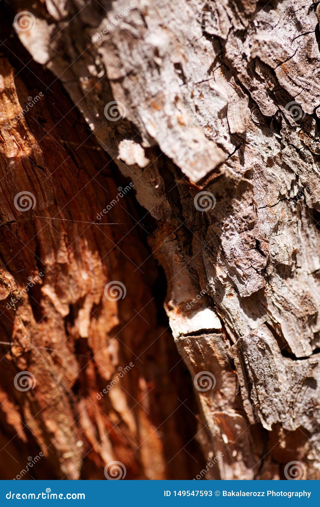 Trees Macro Background Fine Art in High Quality Prints Products 50,6 ...