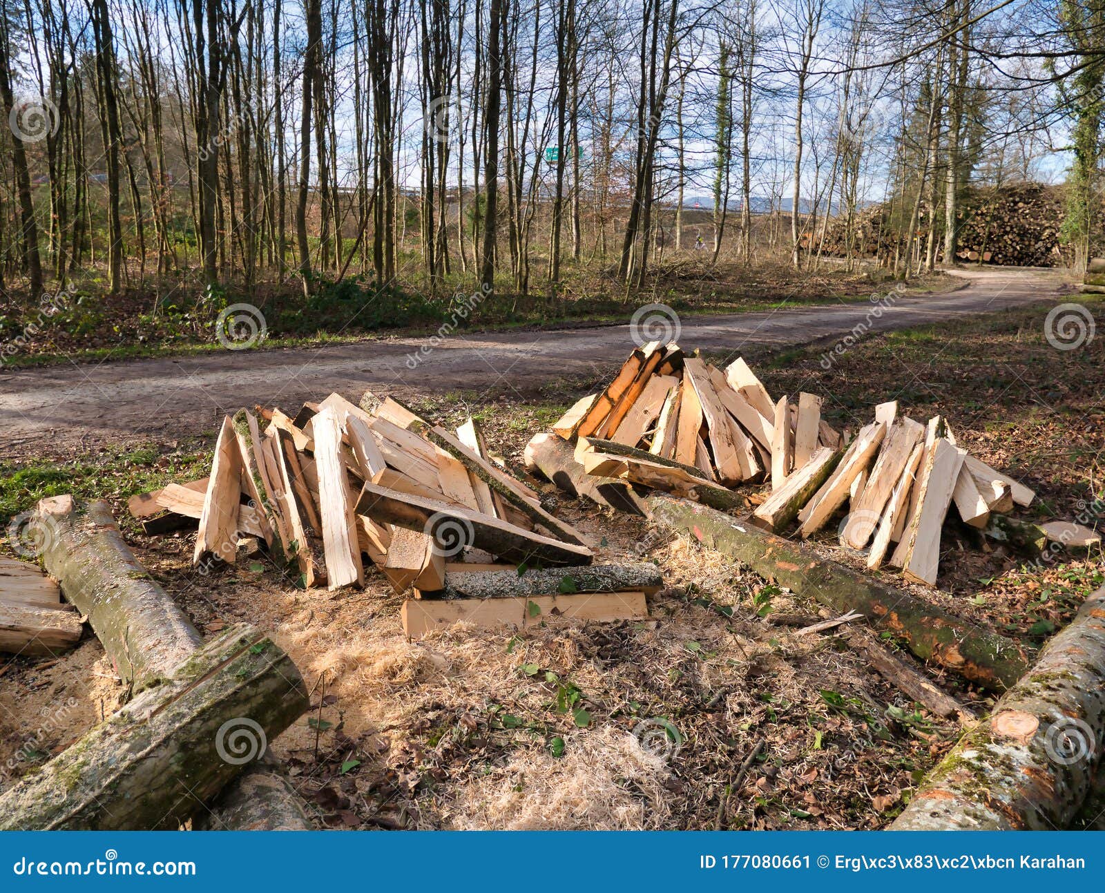 Trees Made into Logs in the Forest. Stock Image - Image of concentric ...