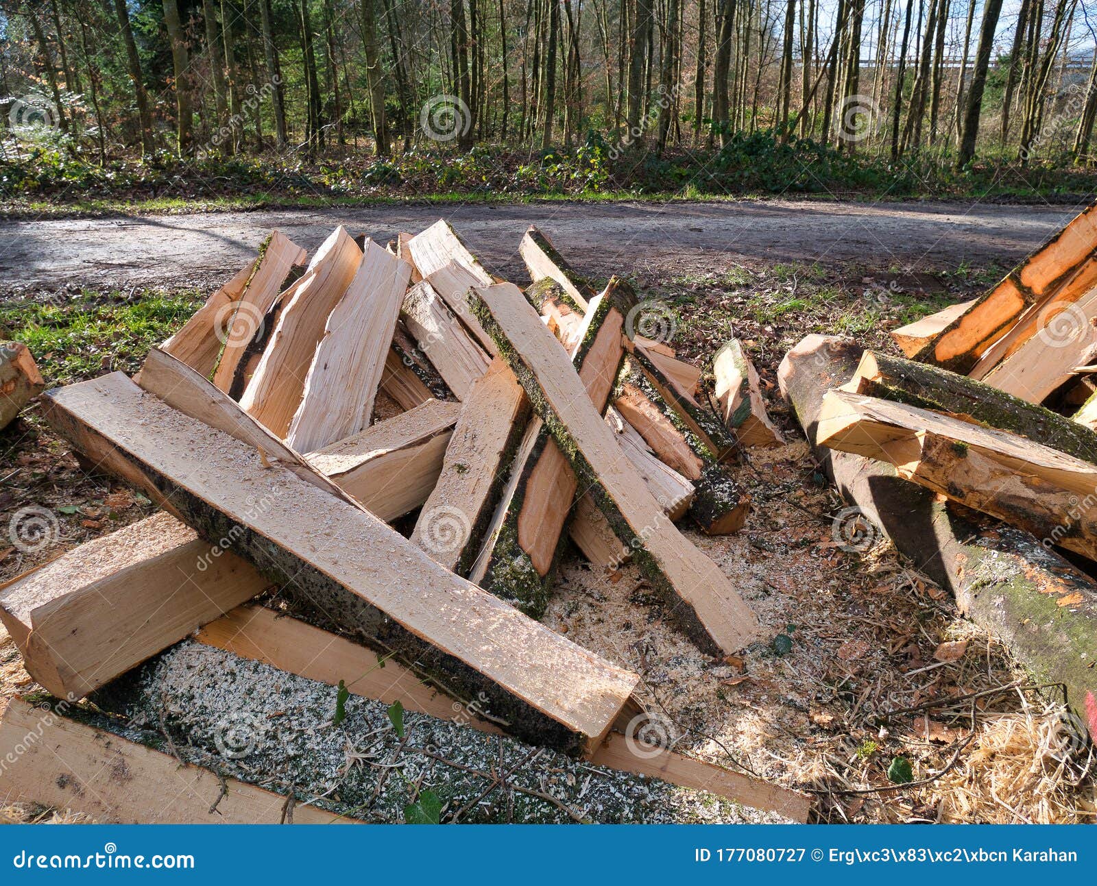 Trees Made into Logs in the Forest. Stock Image - Image of lenzburg ...