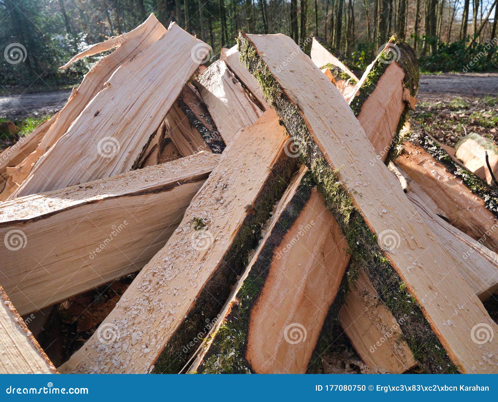 Trees Made into Logs in the Forest. Stock Photo - Image of pile, change ...